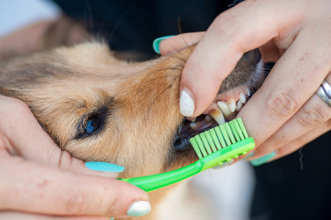 Dog Cosmetic Teeth Cleaning Southern Ontario APL Teeth Cleaning Treats dog-cosmetic-teeth-cleaning-southern-ontario-apl-teeth-cleaning-treats