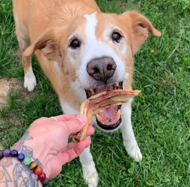 Dental-Friendly Treats, Ontario | APL Teeth Cleaning & Treats