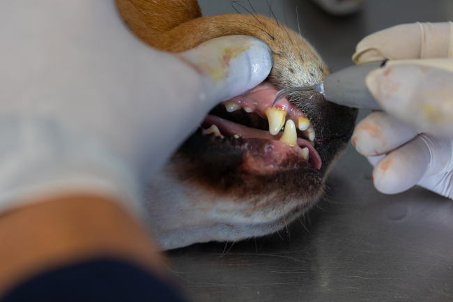 Dog Cosmetic Teeth Cleaning, Ontario | APL Cosmetic Teeth Cleaning ...