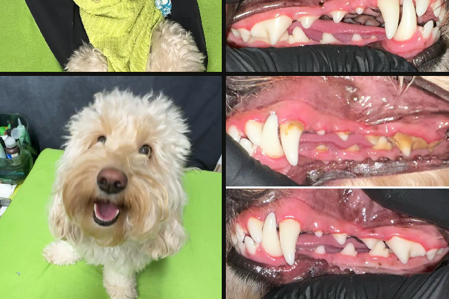 Dog Teeth Cleaning, Ontario | APL Cosmetic Teeth Cleaning & Treats Inc.